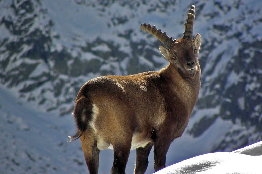 Charismatic animals of the Dolomites - Dolomiti Premiere - Summit of ...