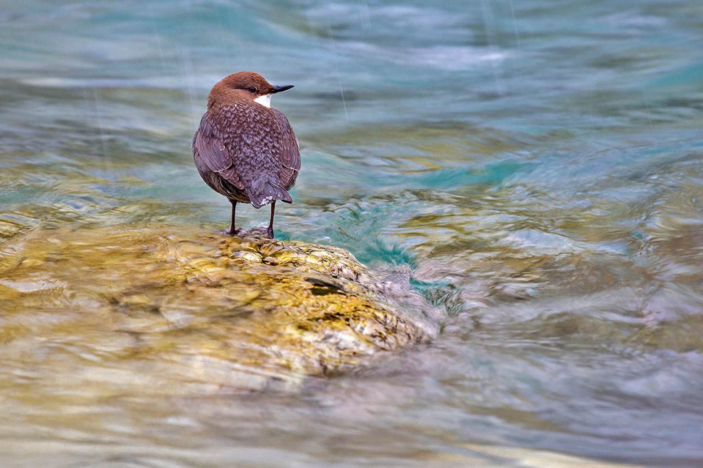 Charismatic animals of the Dolomites - Dolomiti Premiere - Summit of ...